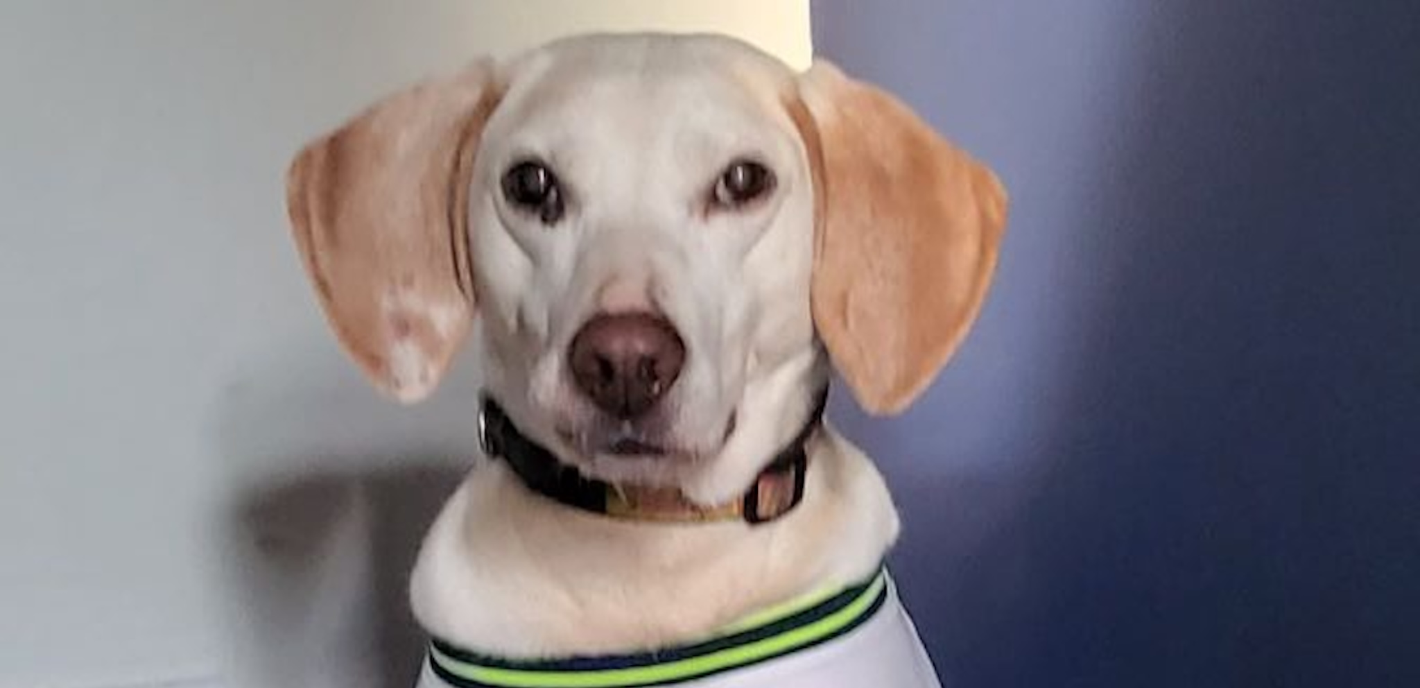Dog of the Match | Spurs vs AFC Bournemouth
