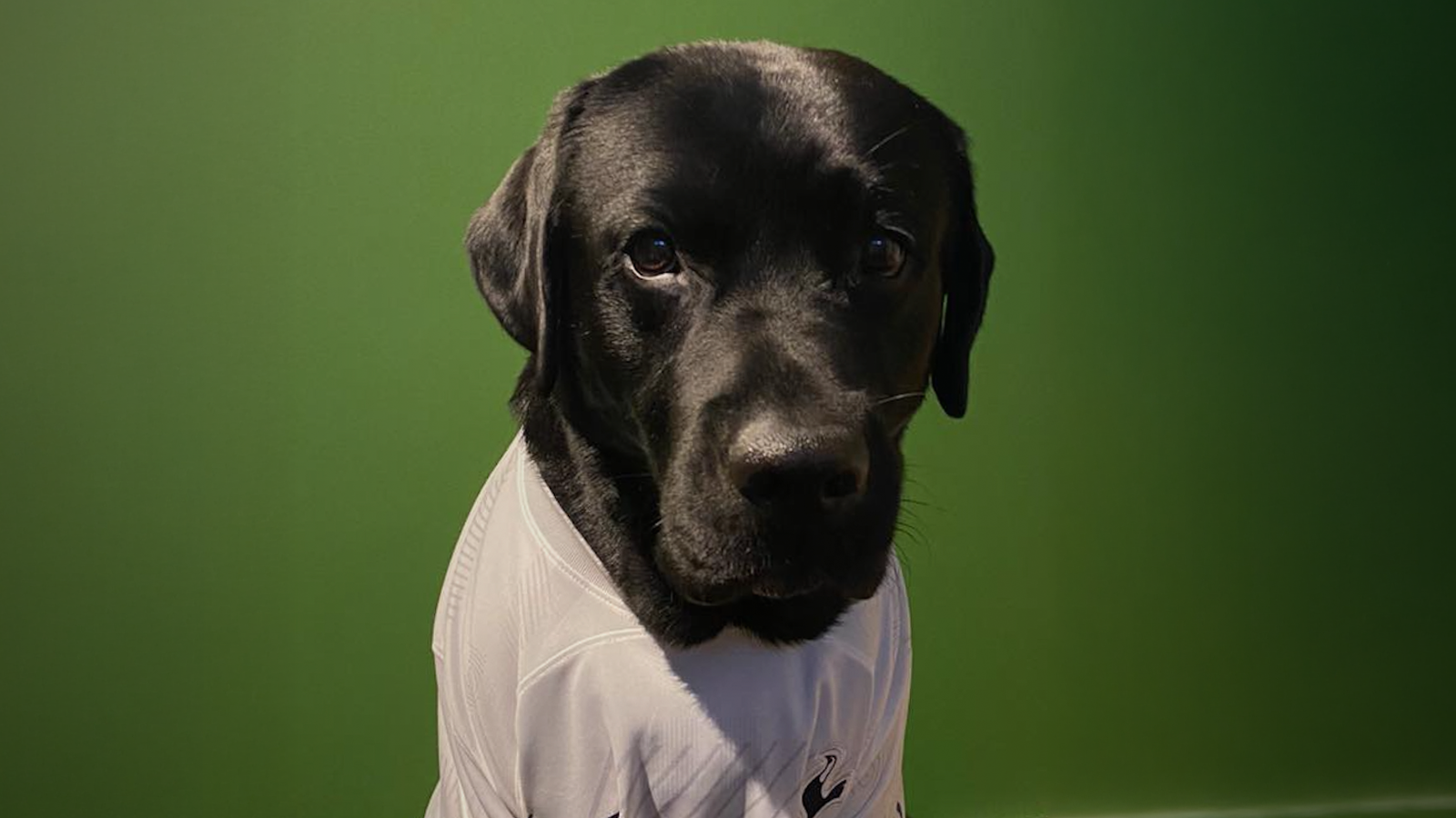 Dog of the Match | Spurs vs Villarreal